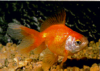 Goudvis | Tropische vissen Discusvissen Japanse Koi vijvervissen Vijver ...