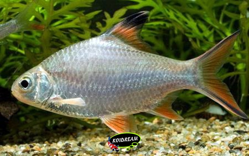 Cyprinidae - Eigenlijke karpers | Tropische vissen Discusvissen Japanse ...