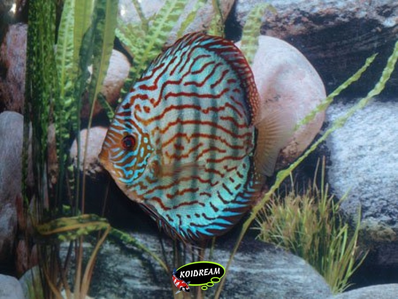 Brilliant Turkis / Brilliant Turquoise | Tropische vissen Discusvissen ...