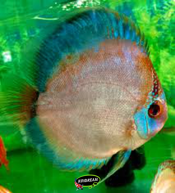 Ghost Discus | Tropische vissen Discusvissen Japanse Koi vijvervissen ...