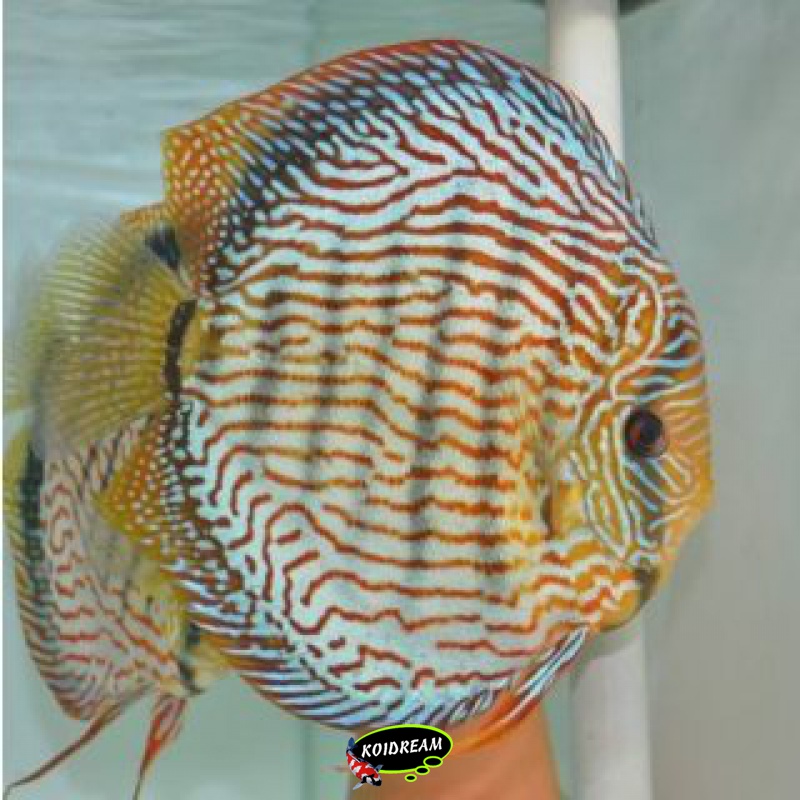 Piwowarski Discus vissen | Tropische vissen Discusvissen Japanse Koi ...