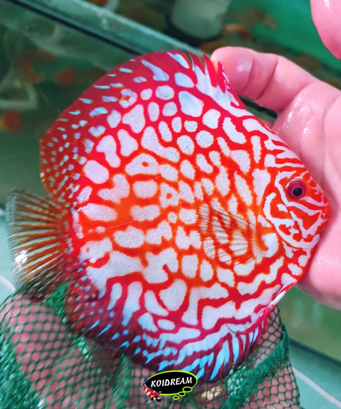 Red Map Discus | Tropische vissen Discusvissen Japanse Koi vijvervissen ...