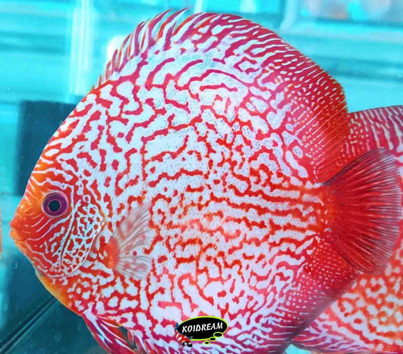Red Snakeskin Discus | Tropische vissen Discusvissen Japanse Koi ...