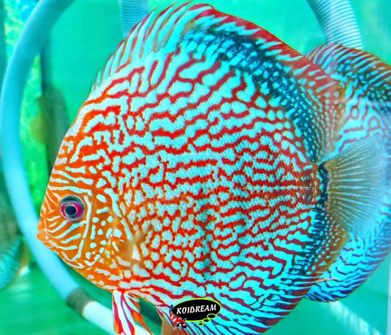 Red Turquoise Discus | Tropische vissen Discusvissen Japanse Koi ...