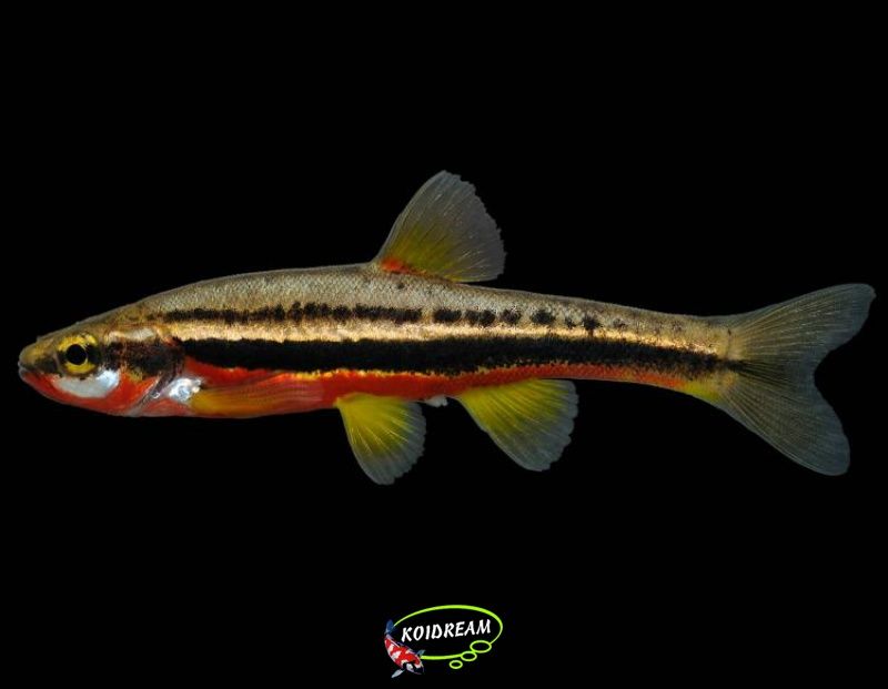 Roodbuik elrits - Phoxinus Erythrogaster 2026 weer | Tropische vissen ...