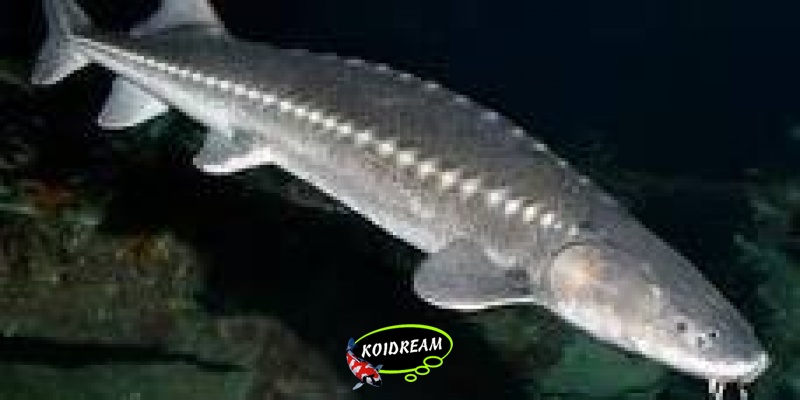 Witte steur - A. Transmontanus 2025 | Tropische vissen Discusvissen ...