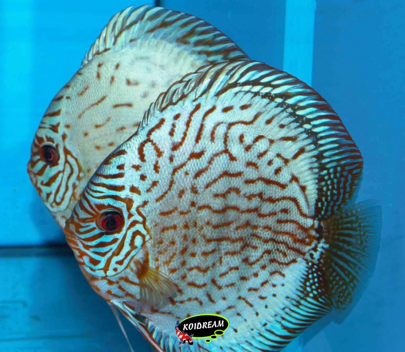 Turquoise Blue Neon Discus | Tropische vissen Discusvissen Japanse Koi ...