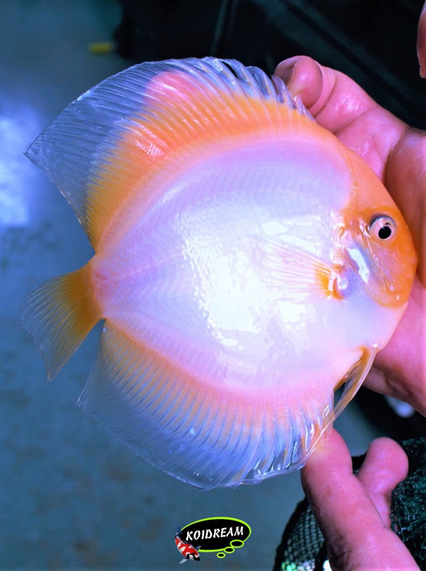 White Butterfly Discus | Tropische vissen Discusvissen Japanse Koi ...