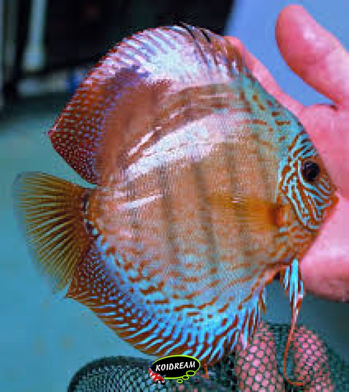 Wild x Blue Neon Discus | Tropische vissen Discusvissen Japanse Koi ...