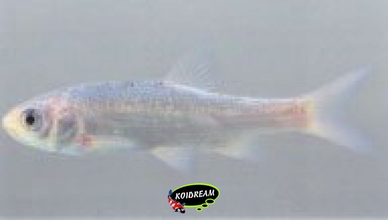 Blauw winde 2025 | Tropische vissen Discusvissen Japanse Koi ...